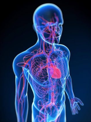 El endotelio y sus secretos: pasado, presente, y futuro