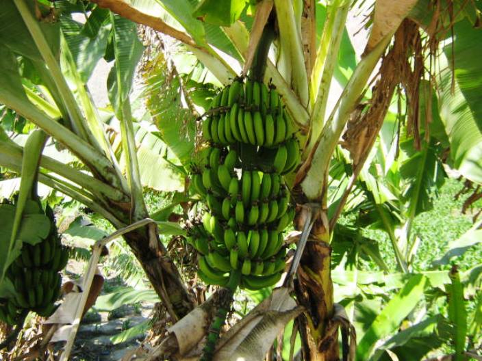 Racimo de plátano verde - Actitud Saludable