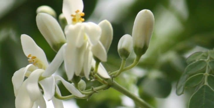 Moringa oleífera: planta con excelentes propiedades nutricionales