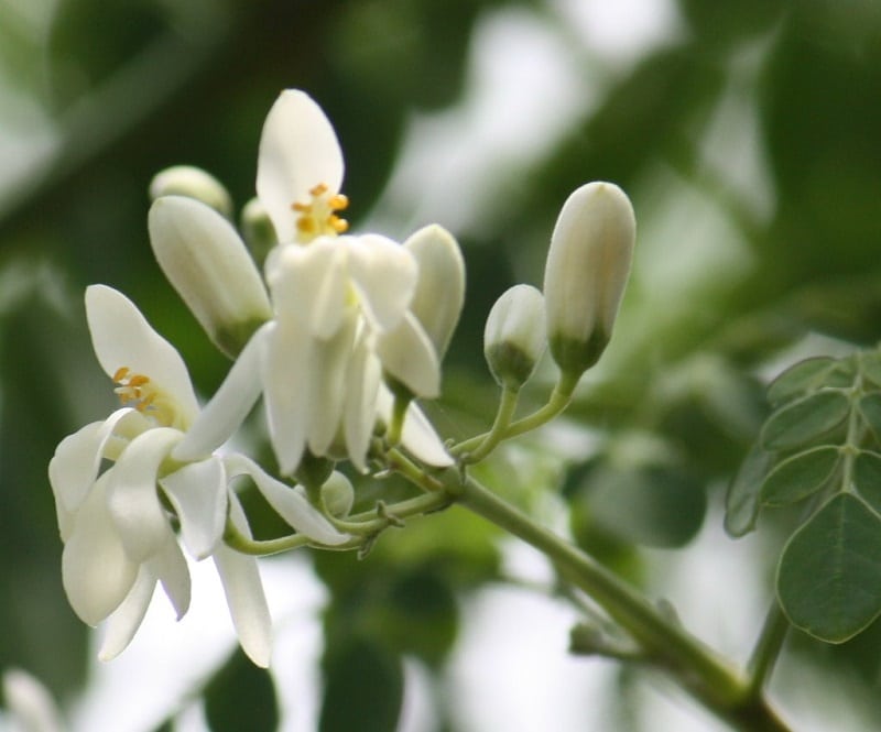 4- Flores de Moringa oleífera - Actitud Saludable